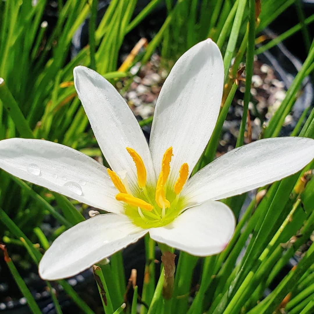 Zephyranthes candida Fairchild Tropical Botanic Garden