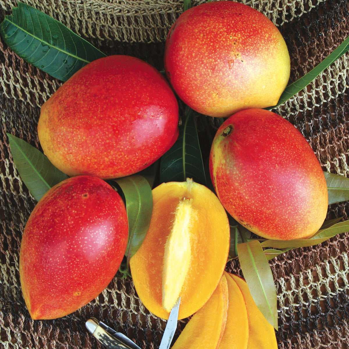 Tropical Fruit – Fairchild Tropical Botanic Garden