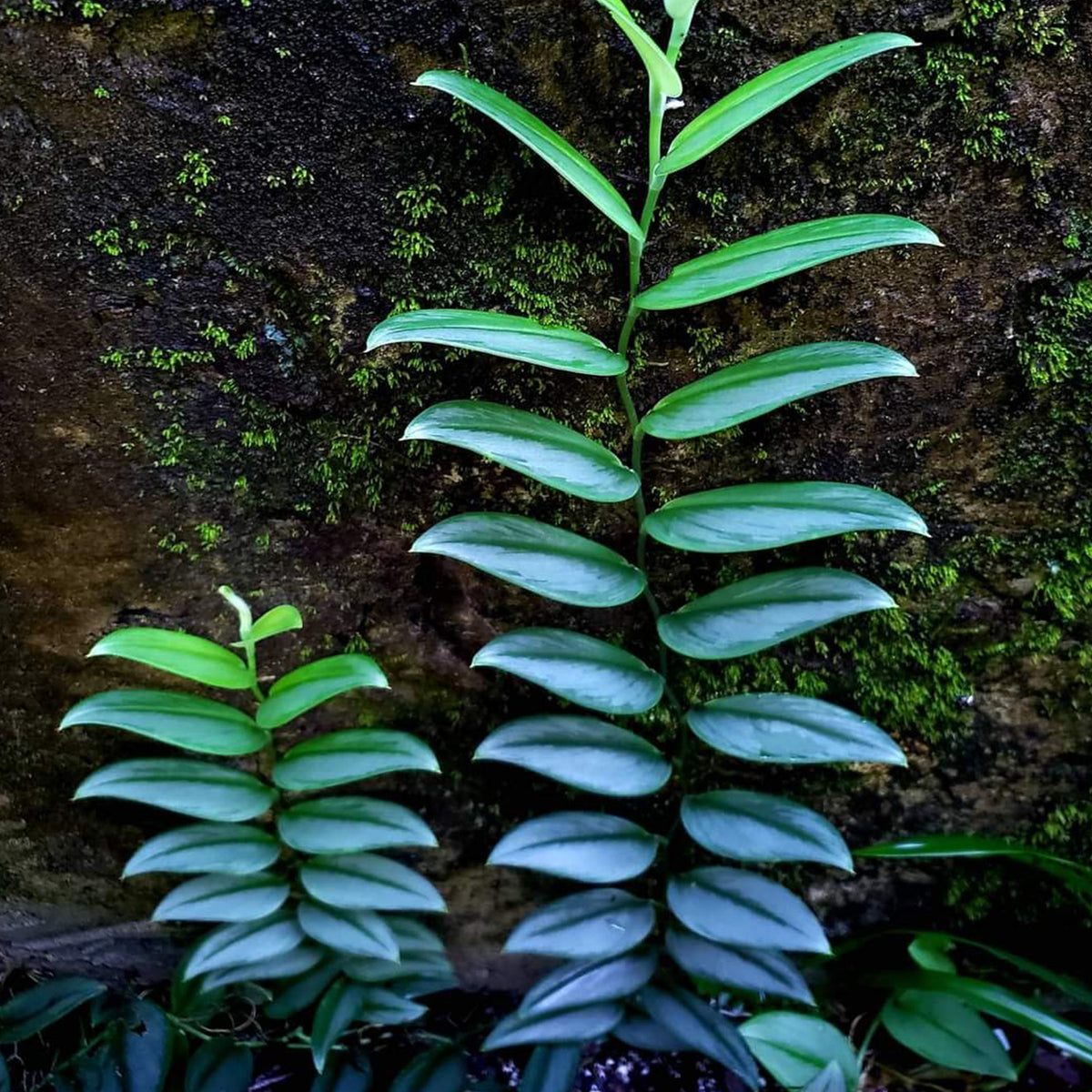 Aroids – Fairchild Tropical Botanic Garden