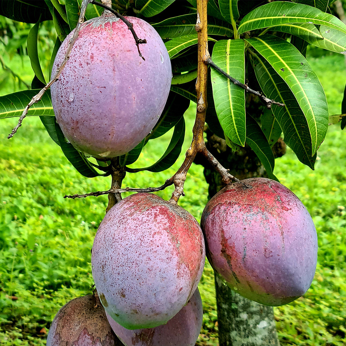 Fruit Trees – Fairchild Tropical Botanic Garden
