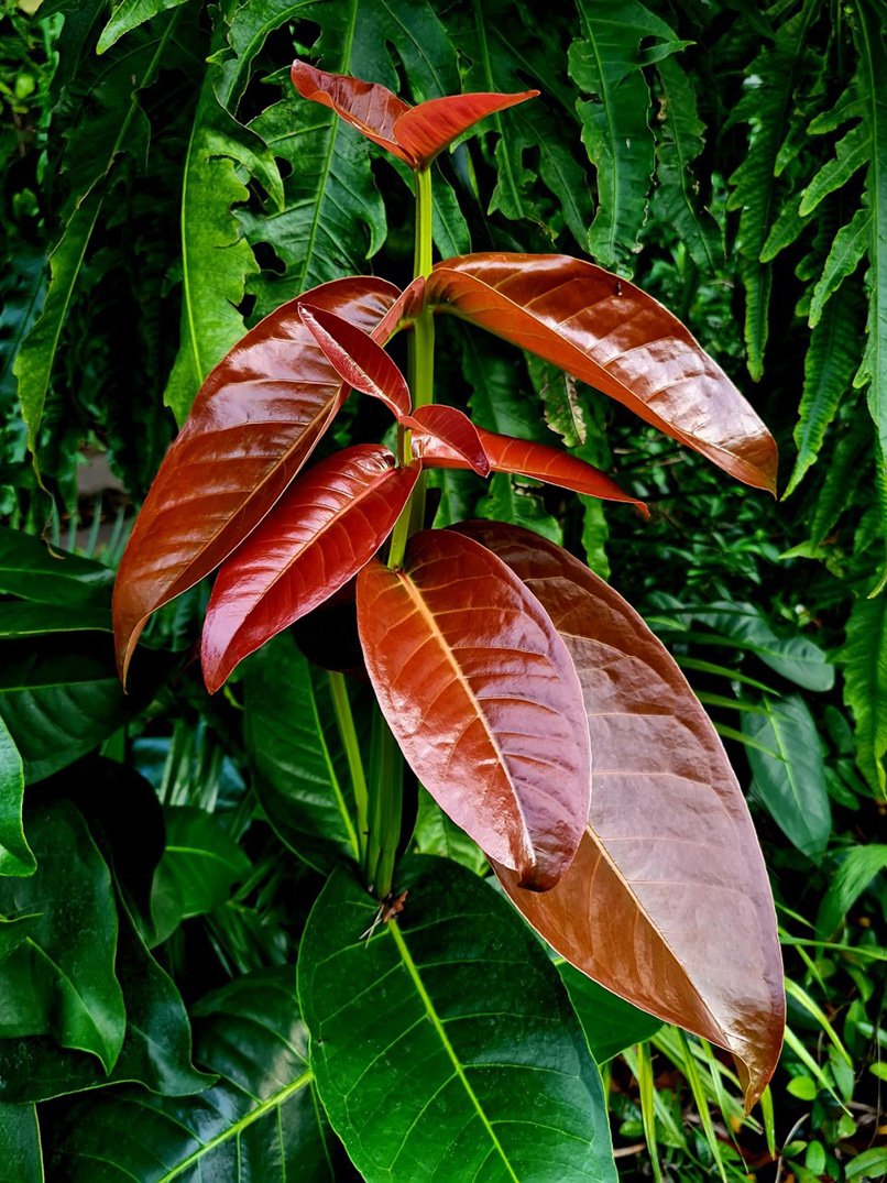 Syzygium thalassicum – Fairchild Tropical Botanic Garden