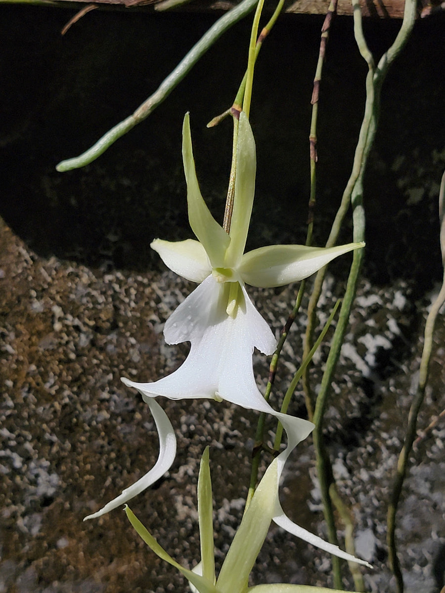 Dendrophylax lindenii – Fairchild Tropical Botanic Garden
