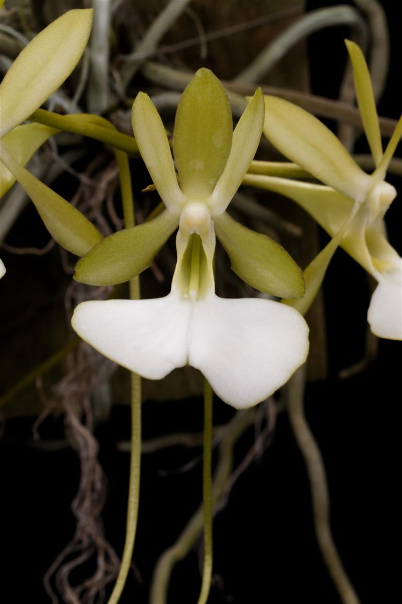 Dendrophylax fawcettii – Fairchild Tropical Botanic Garden