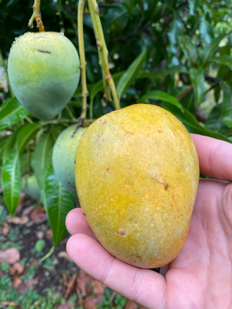 Mangifera indica 'Fairchild' – Fairchild Tropical Botanic Garden