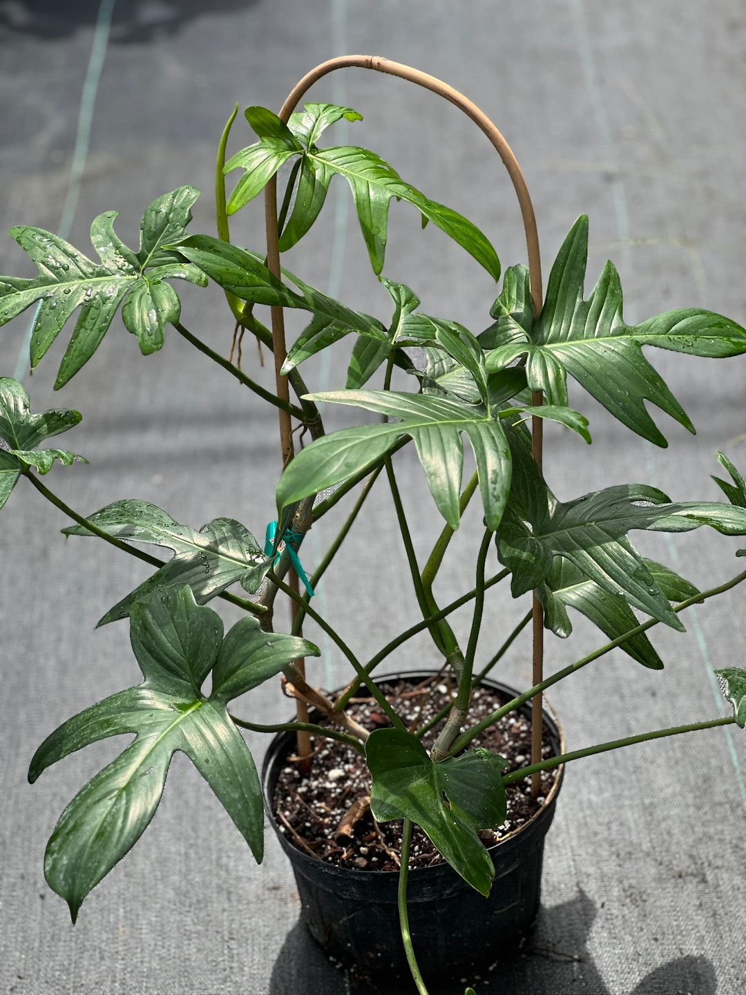 Philodendron pedatum – Fairchild Tropical Botanic Garden
