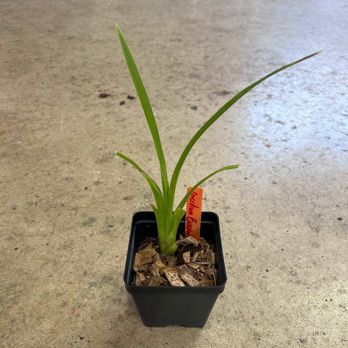 The Million Orchid Project - Oncidium ensatum – Fairchild Tropical ...