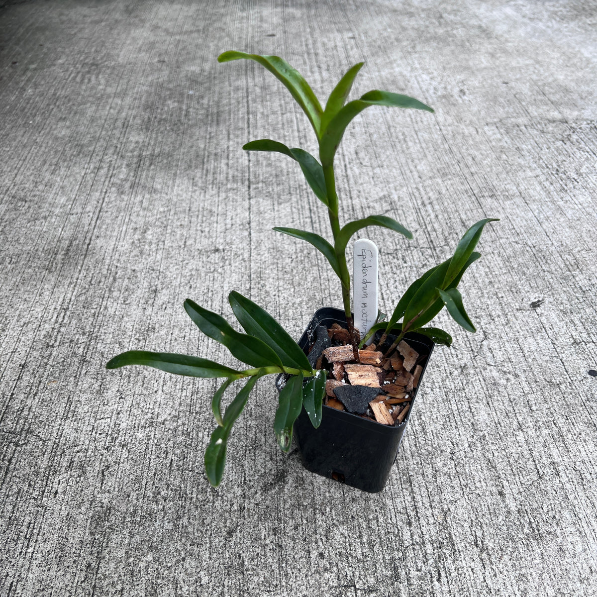 The Million Orchid Project - Epidendrum nocturnum – Fairchild Tropical ...