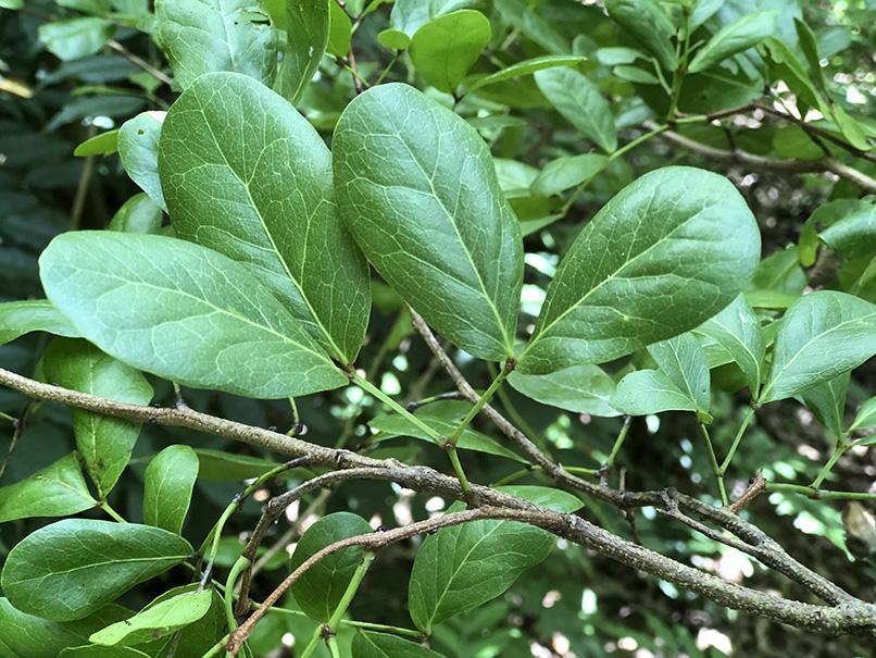 Pithecellobium keyense – Fairchild Tropical Botanic Garden