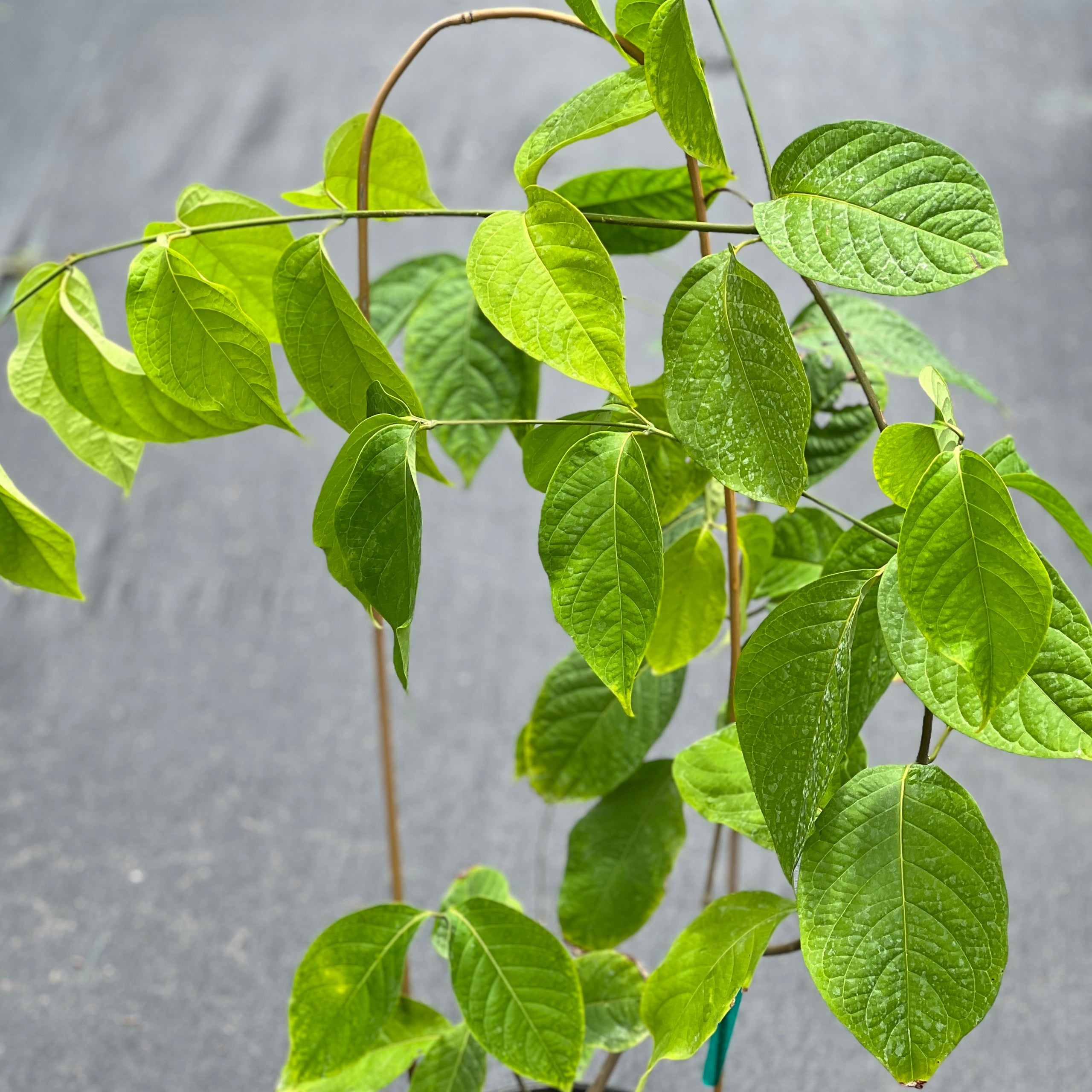 Banisteriopsis Caapi - Ayahuasca Plant