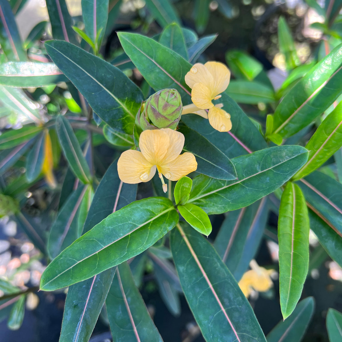 Barleria lupulina – Fairchild Tropical Botanic Garden