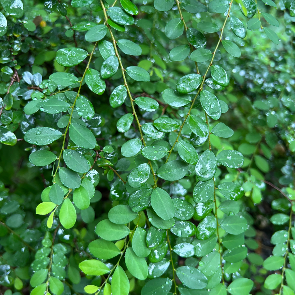 Phyllanthus cochinchinensis – Fairchild Tropical Botanic Garden