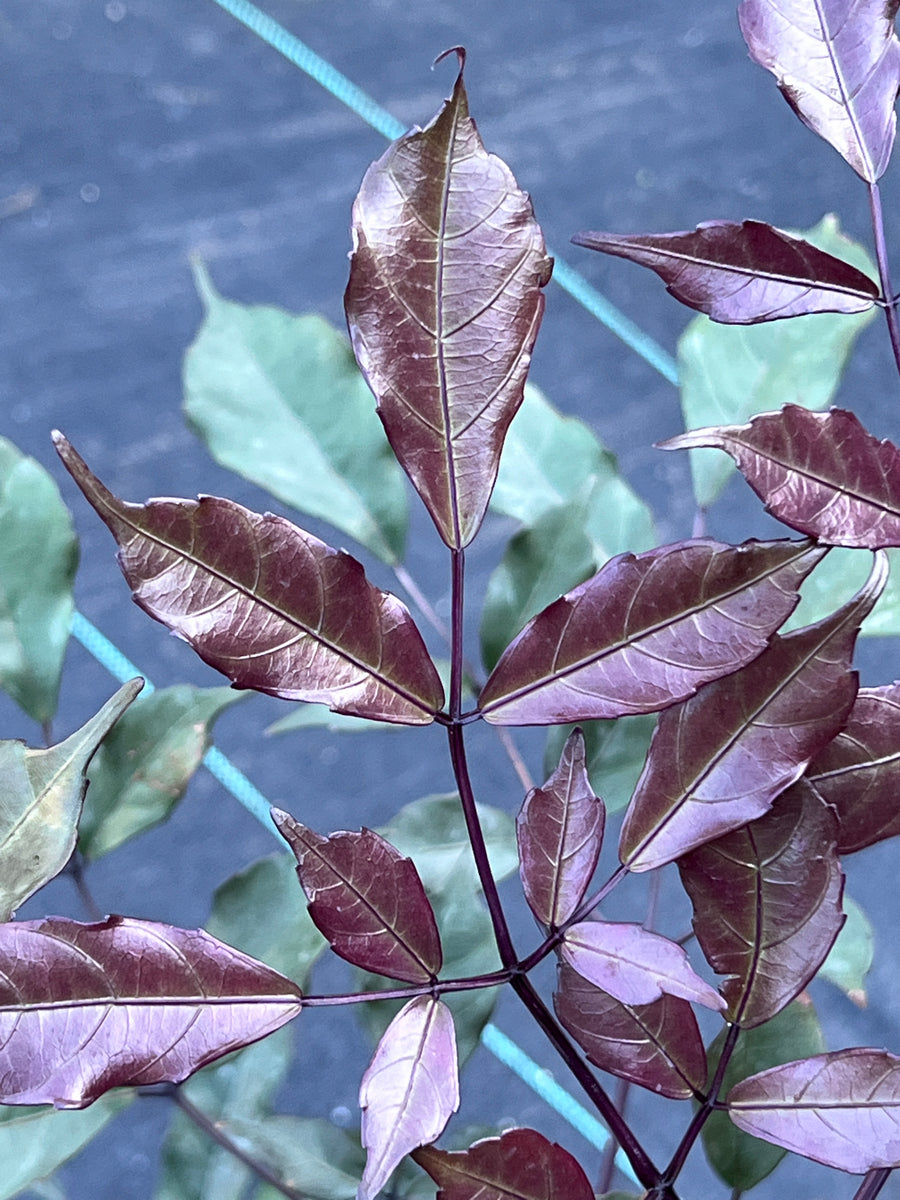 Leea guineensis 'Rubra' – Fairchild Tropical Botanic Garden
