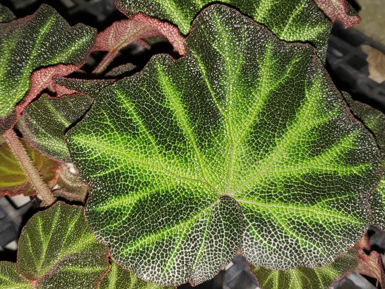 Begonia soli-mutata – Fairchild Tropical Botanic Garden