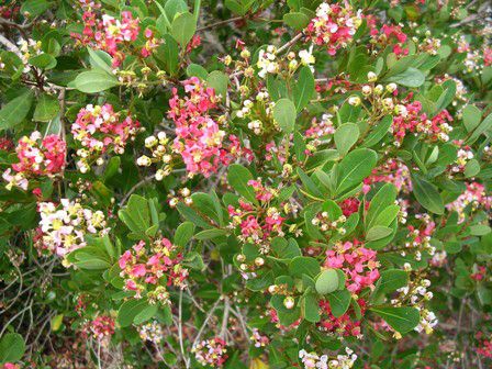 Flowering Trees & Shrubs – Page 2 – Fairchild Tropical Botanic Garden