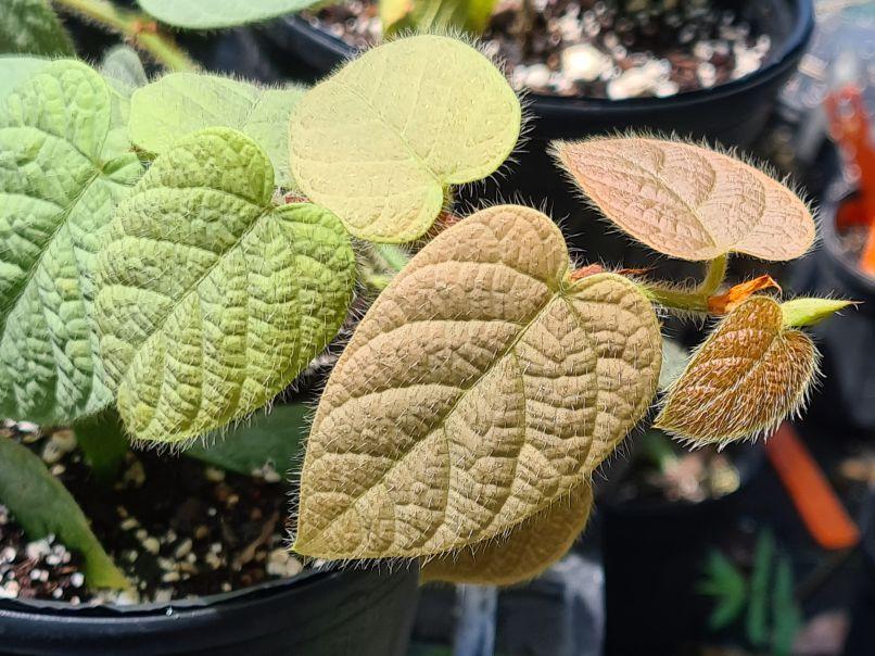 Ficus villosa – Fairchild Tropical Botanic Garden