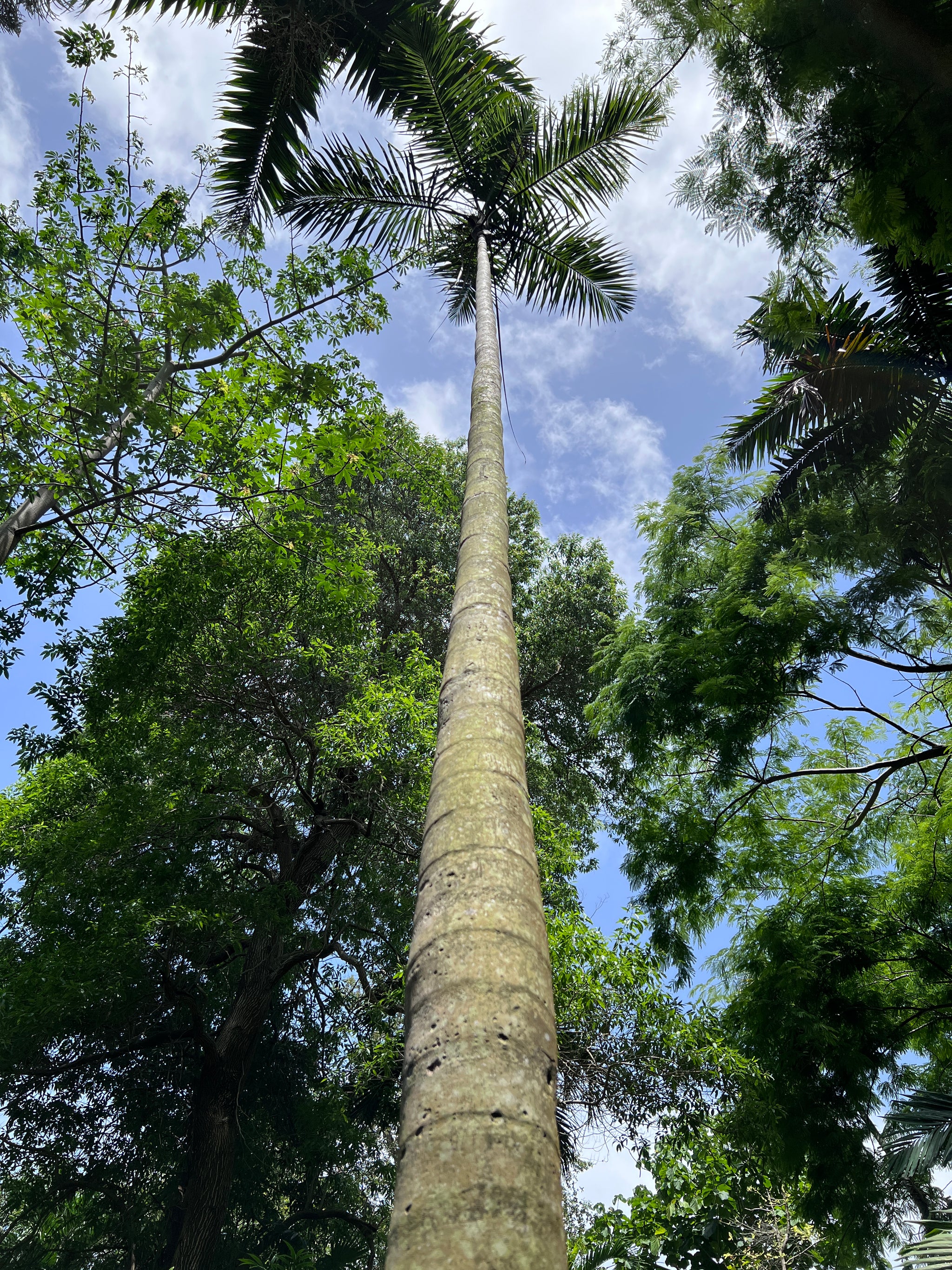 Gaussia attenuata – Fairchild Tropical Botanic Garden