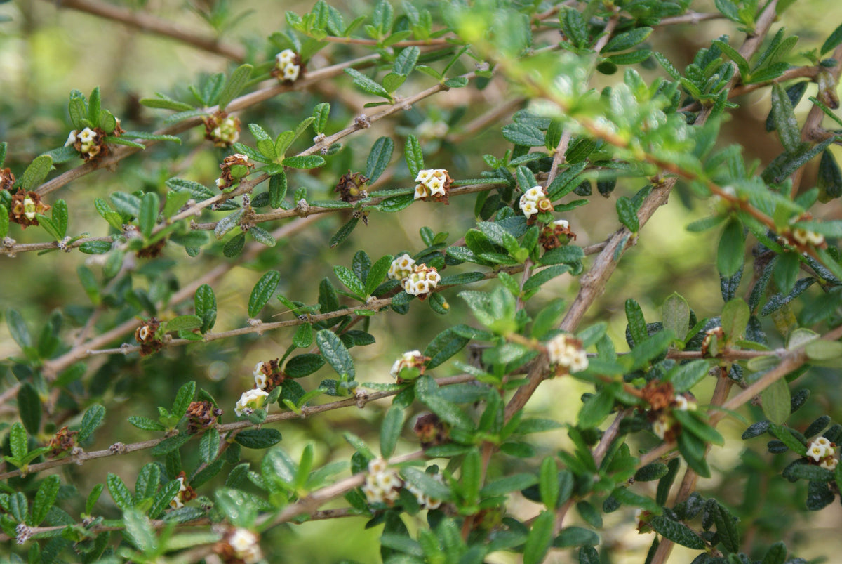 Nashia inaguensis – Fairchild Tropical Botanic Garden