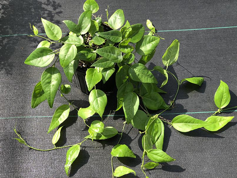 Passiflora suberosa