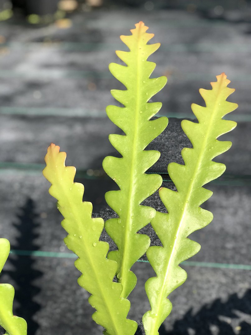 Weberocereus imitans – Fairchild Tropical Botanic Garden