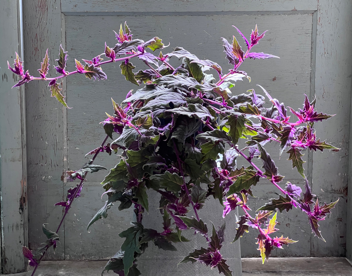 Gynura aurantiaca – Fairchild Tropical Botanic Garden