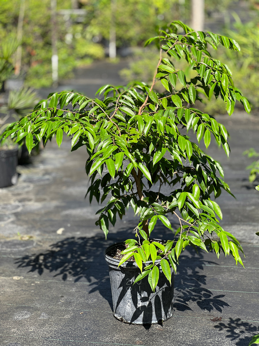 Myrciaria vexator – Fairchild Tropical Botanic Garden