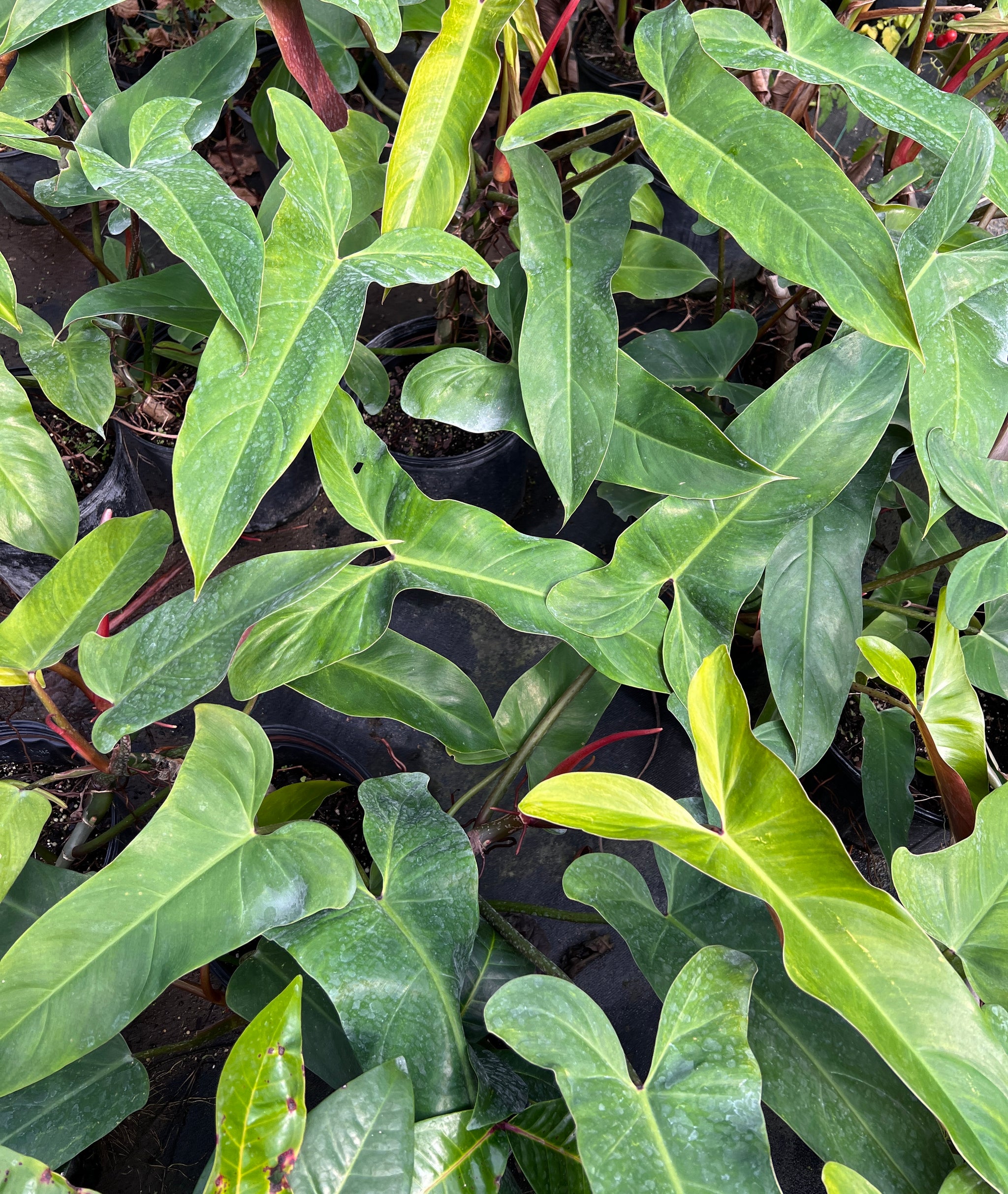 Philodendron mexicanum – Fairchild Tropical Botanic Garden